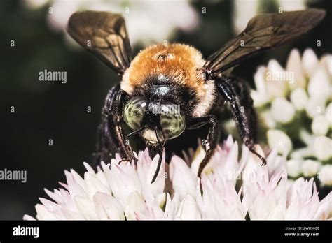 A Big Green Eyed Male Eastern Carpenter Bee Xylocopa Virginica