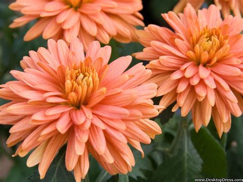 Orange Fuji Mum Fuji Mum 1024x768 Wallpaper