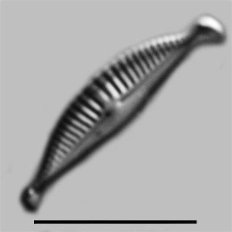 Halamphora Genera Diatoms Of North America