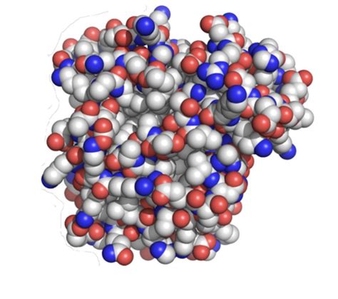 Polypeptides And Proteins Structural Hierarchy Sequence Basis Of Reactivity And Hydrolysis