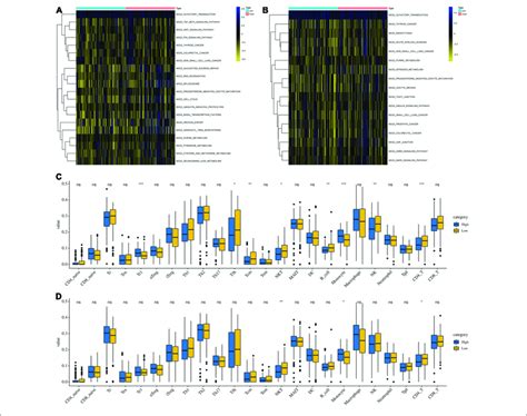 Gsva Analysis And Immune Feature Between Low And High Risk Groups