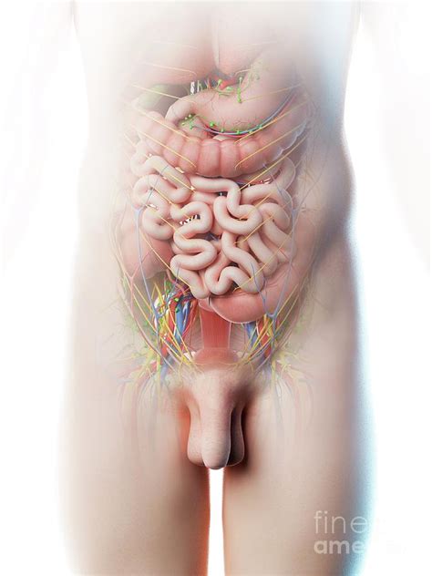 Male Abdominal Anatomy By 3dmedisphere Science Photo Library