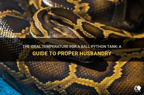 The Ideal Temperature For A Ball Python Tank A Guide To Proper