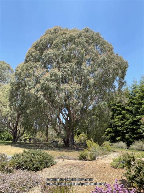 Narrow Leaved Peppermint Eucalyptus Radiata