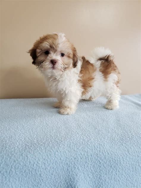 Shih Poo Puppies For Sale Green Valley Puppies Shih Poo Puppies For Sale Green Valley Puppies