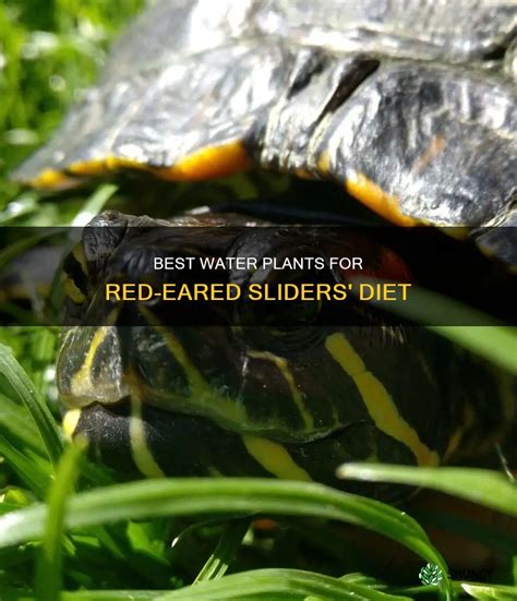 What Water Plants Do Red Eared Sliders Eat Shuncy