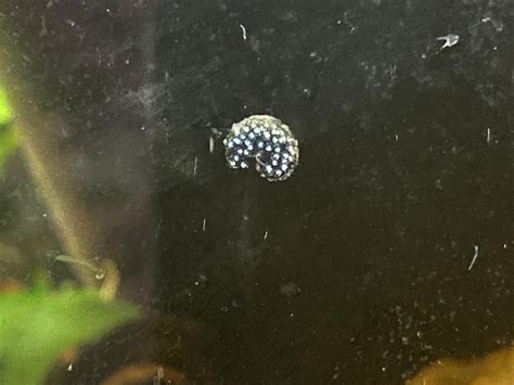 Are These Bladder Snail Eggs Or Ramshorn I Have Both In The Tank And