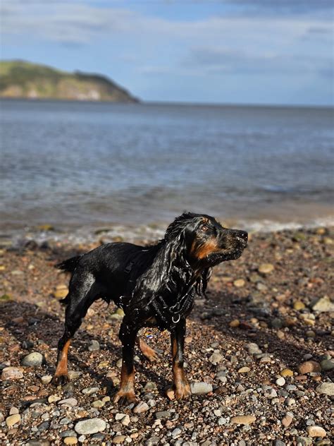 I Think My Puppy Might Have Ectropion Is This Normal In Cocker