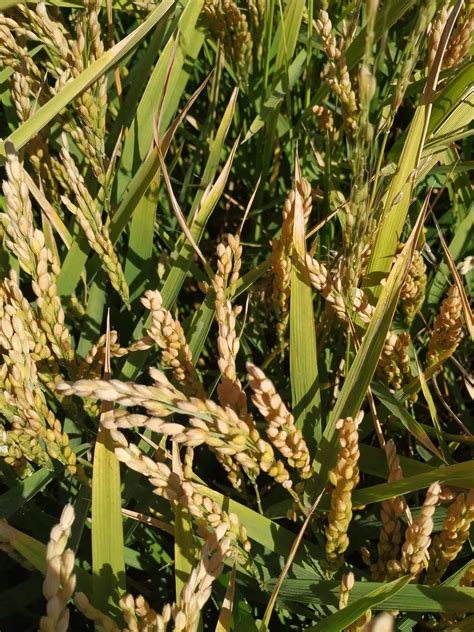 Ensayo Contra Chilo En El Arroz Fitocuairan