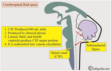 Cerebrospinal Fluid Analysis Part 1 Cerebrospinal Fluid Csf And Normal