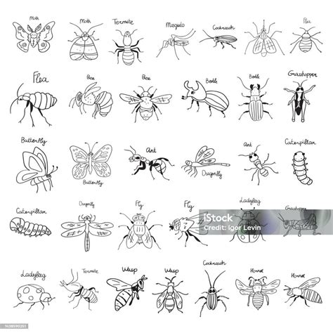 Collection Of Insects Outline Illustrations Stock Illustration
