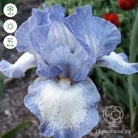 Ирис бородатый Фротингслош купить в Москве по низкой цене интернет магазин Гаршинка