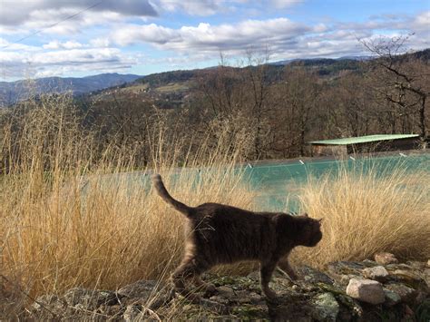 Cutting Back Grasses In Spring Lindy Sinclair