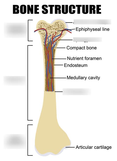 Anatomy Examples Of Long Bone At Marilyn Pierre Blog