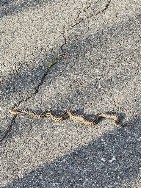 Juvenile Gopher Snake Orange County Ca Rwhatsthissnake Juvenile Gopher Snake Orange County Ca Rwhatsthissnake