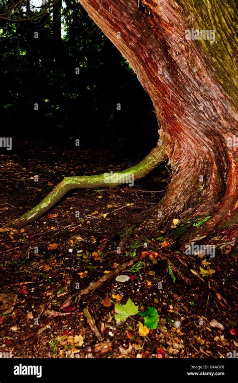 Trunk Of A Tree Of Life Stock Photo Alamy Trunk Of A Tree Of Life Stock Photo Alamy