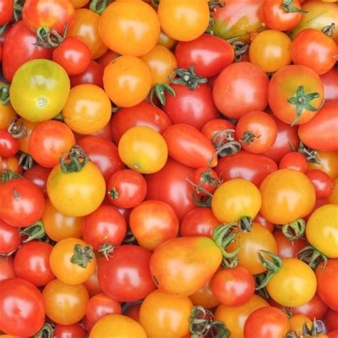 Fresh Tomato Weights Ultimate Guide With Charts And Calculator Weigh