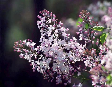 中药治疗痔疮的方法？ 哔哩哔哩