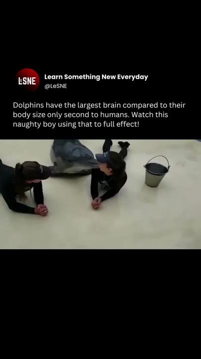 Playful Dolphin Meme By Dangerouspizza Memedroid