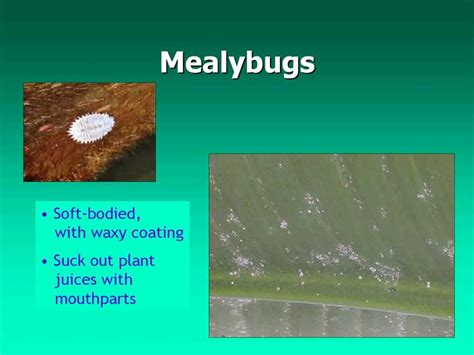 Insect And Related Pests Of Bromeliads