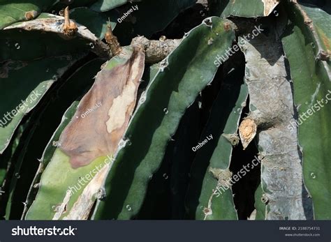 355 Dragon Fruit Disease 图片、库存照片和矢量图 Shutterstock