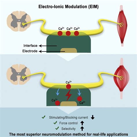 A Breakthrough Neuromodulation Method Developed At Tobb EtÜ Tobb EtÜ