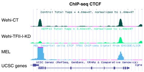 visualization of ctcf chip seq data in the ucsc genome browser