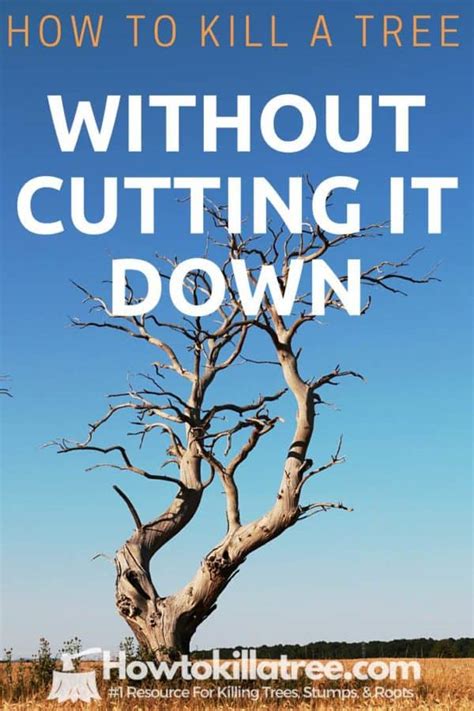 How To Kill A Tree Without Cutting It Down Best Ways BACKYARDABLES