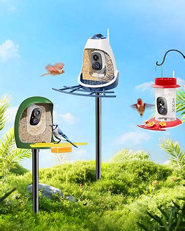 Hixx Smart Hummingbird Feeder With Camera Solar Powered Ant And Bee