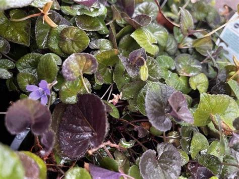 Viola Alpine Violet 6 Pot Hello Hello Plants