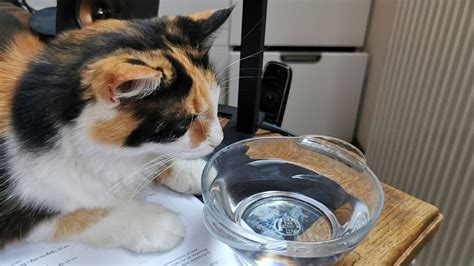 Why Do Cats Play In The Water Bowl At Georgia Farber Blog