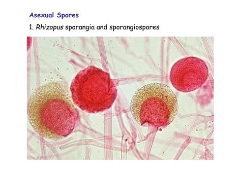 Ppt Discovering Fungi A Fascinating Exploration Of Fungal Kingdom