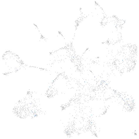 Pfas Mural Cells Non Skeletal Muscle Daniocell