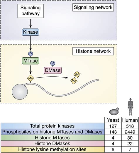 Lysine Methylation