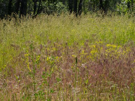 Dog Portrait Photography Cheatgrass