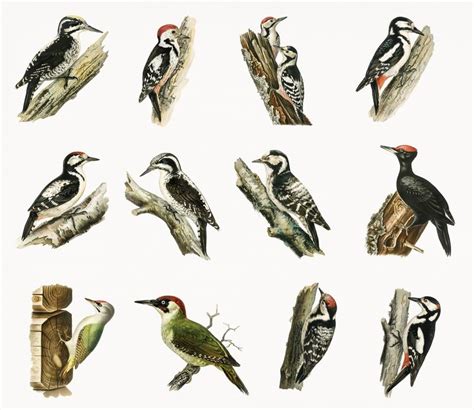 Picoides Tridactylu Images Free Photos Png Stickers Wallpapers And Backgrounds Rawpixel