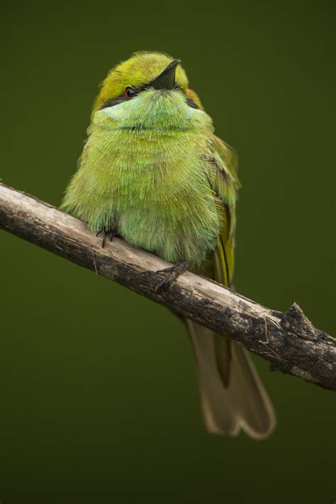 Drxgonfly Im Full Of Life Im Juvenile Bee Eater By Riaz