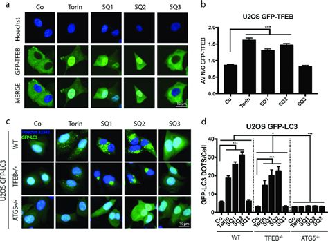 Contribution Of Tfeb And Atg5 In Lc3 Relocation Induced By The Sqs A Download Scientific