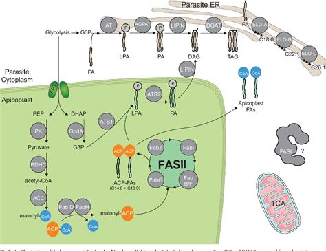 Figure 2 From The Flexibility Of Apicomplexa Parasites In Lipid