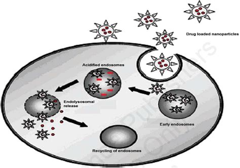 Schematic Representation Of Nanoparticle Internalization In Cells 80 Download Scientific
