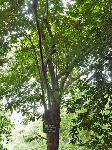 Microcos Paniculata Orange Jasmine 5 Seeds