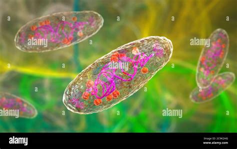 Bubonic Plague Bacteria Diagram