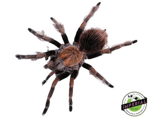 Mascara Giant Bird Eater Tarantula Pamphobeteus Sp Mascara For