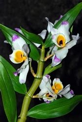 Dendrobium Wardianum Orchid Species Uncommon Orchids