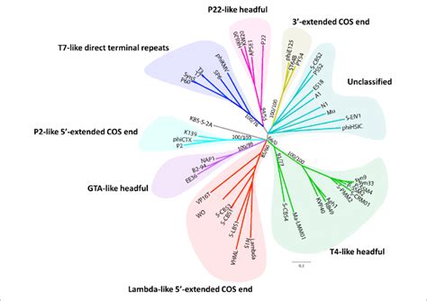 Unrooted Bayesian Phylogenetic Tree Of 47 Inferred Amino Acid