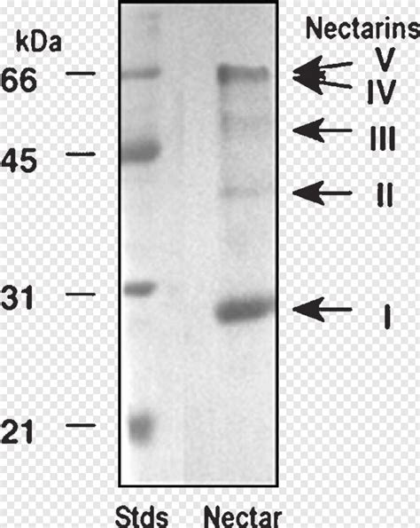 Ornamental Grass Free Icon Library