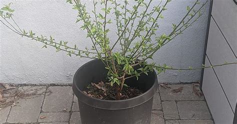 My Seed Grown Saplings Coming Out Of Dormancy Album On Imgur