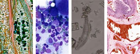 What Is Brightfield Microscopy Precipoint