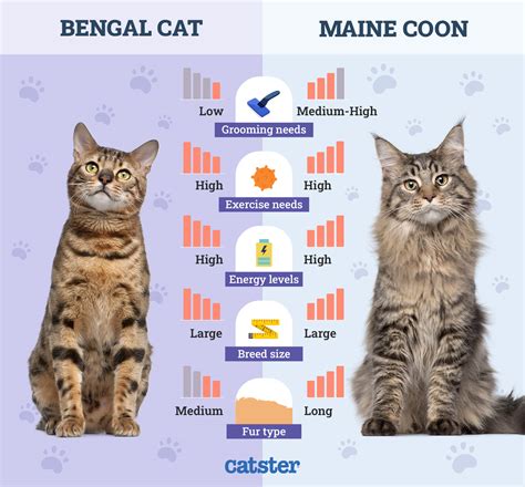 Maine Coon Cat Size Comparison Full Pedigree Maine Coon Kittens