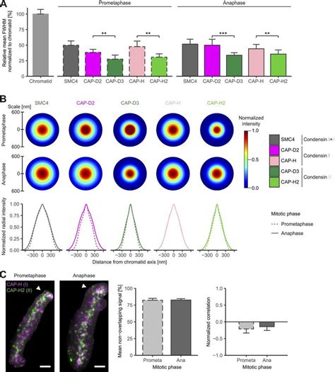 Nonoverlapping Localization Of Condensins I And Ii Along The Mitotic